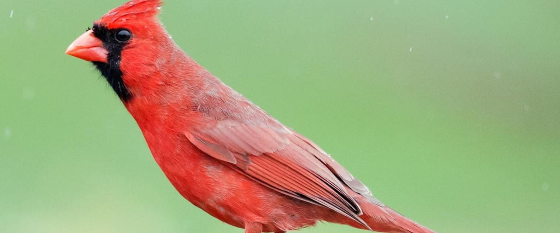 What is the state bird of illinois?